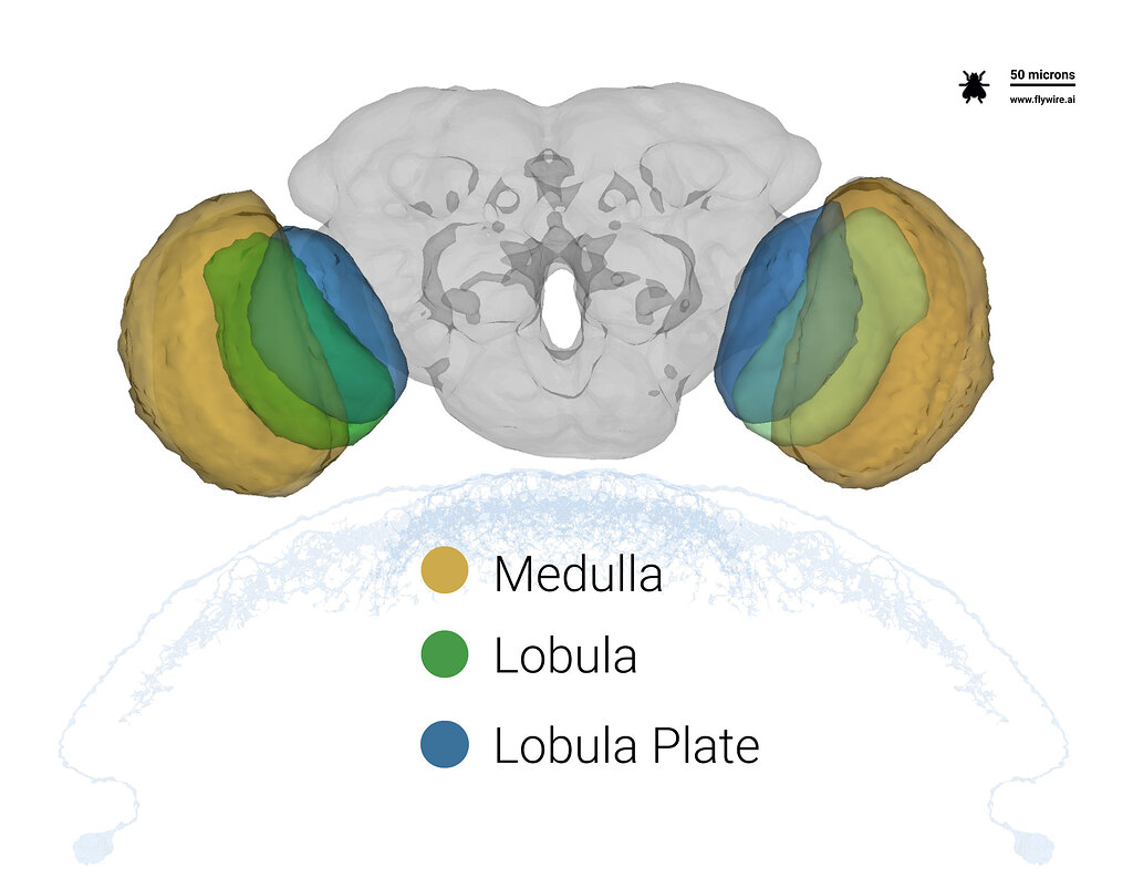 Brain Regions Map for FlyWire - FlyWire