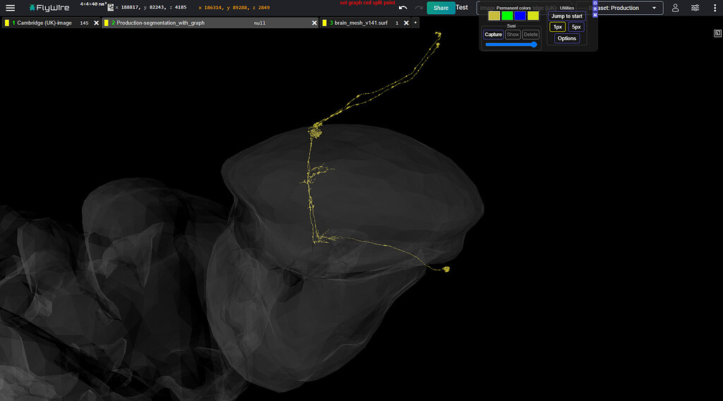 What type of cell it is? - FlyWire