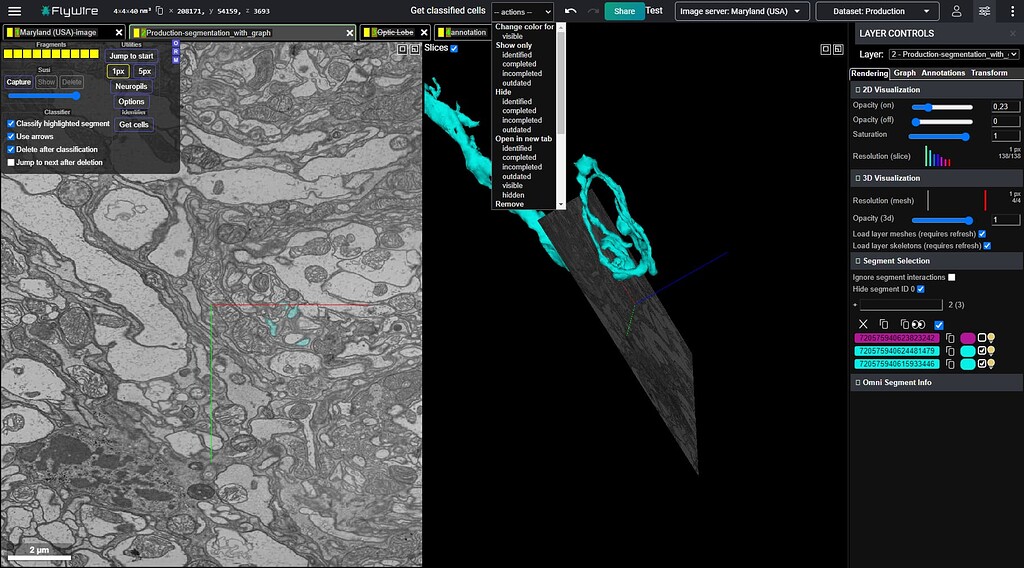 [addon] Batch Processor - FlyWire