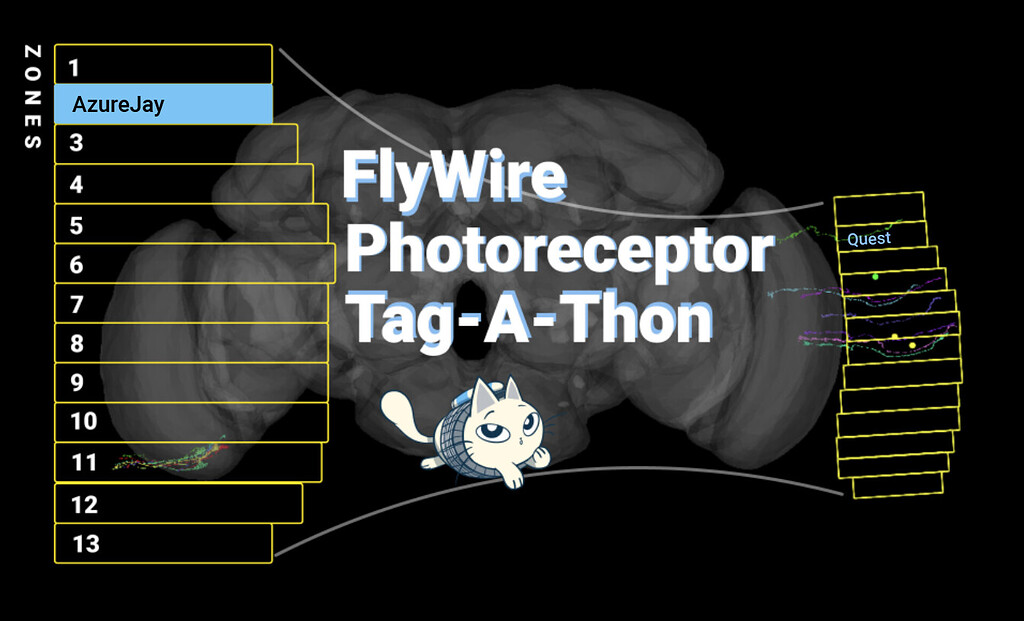 Quest for the Missing Photoreceptors - known-unknown - FlyWire